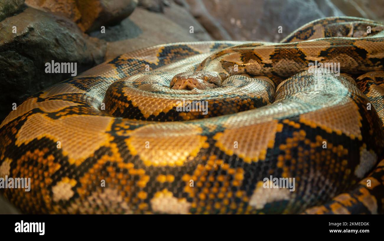 Snake rocks cave hi-res stock photography and images - Alamy
