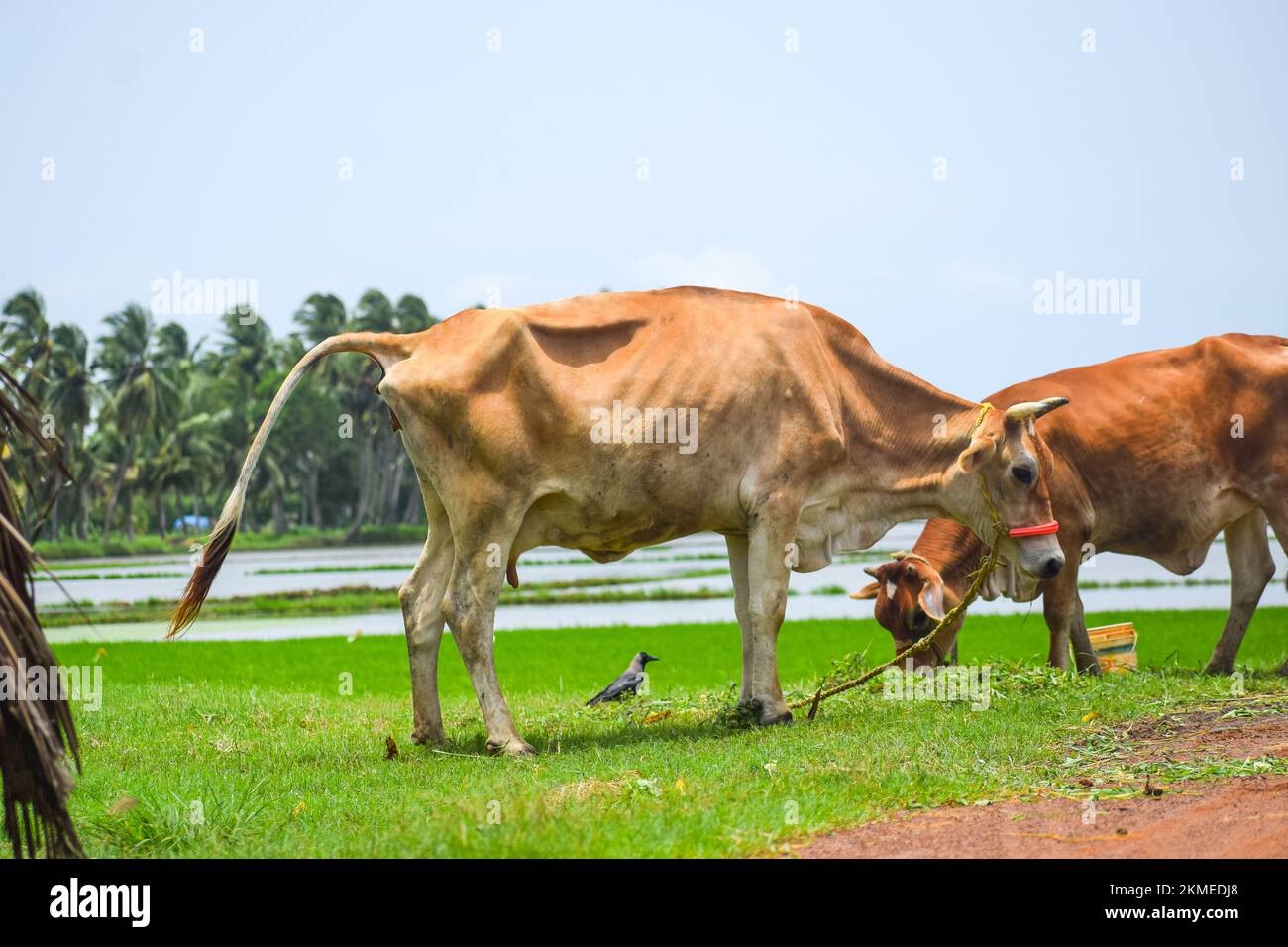 A selective shot of lean and bony Jersey bulls (Bos taurus taurus ...