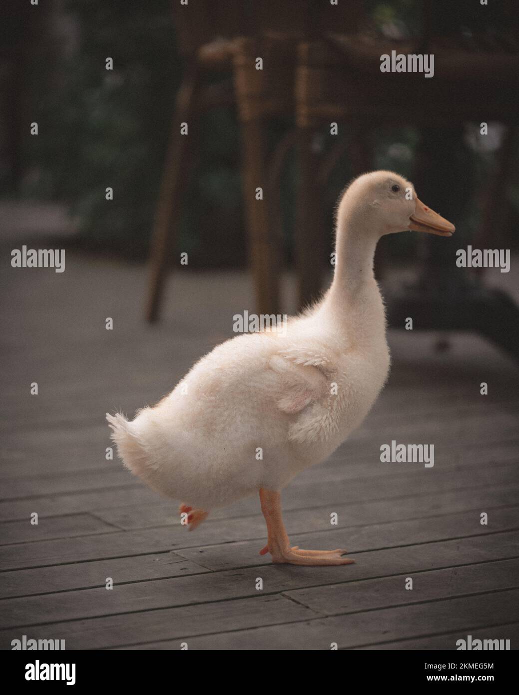 An American Pekin duck walking on wooden boards floor Stock Photo - Alamy