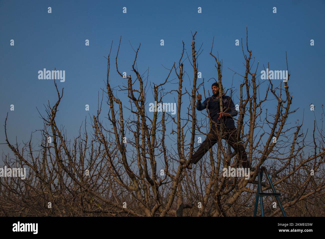 A Kashmiri farmer seen pruning Apple trees at an orchard on a cold ...