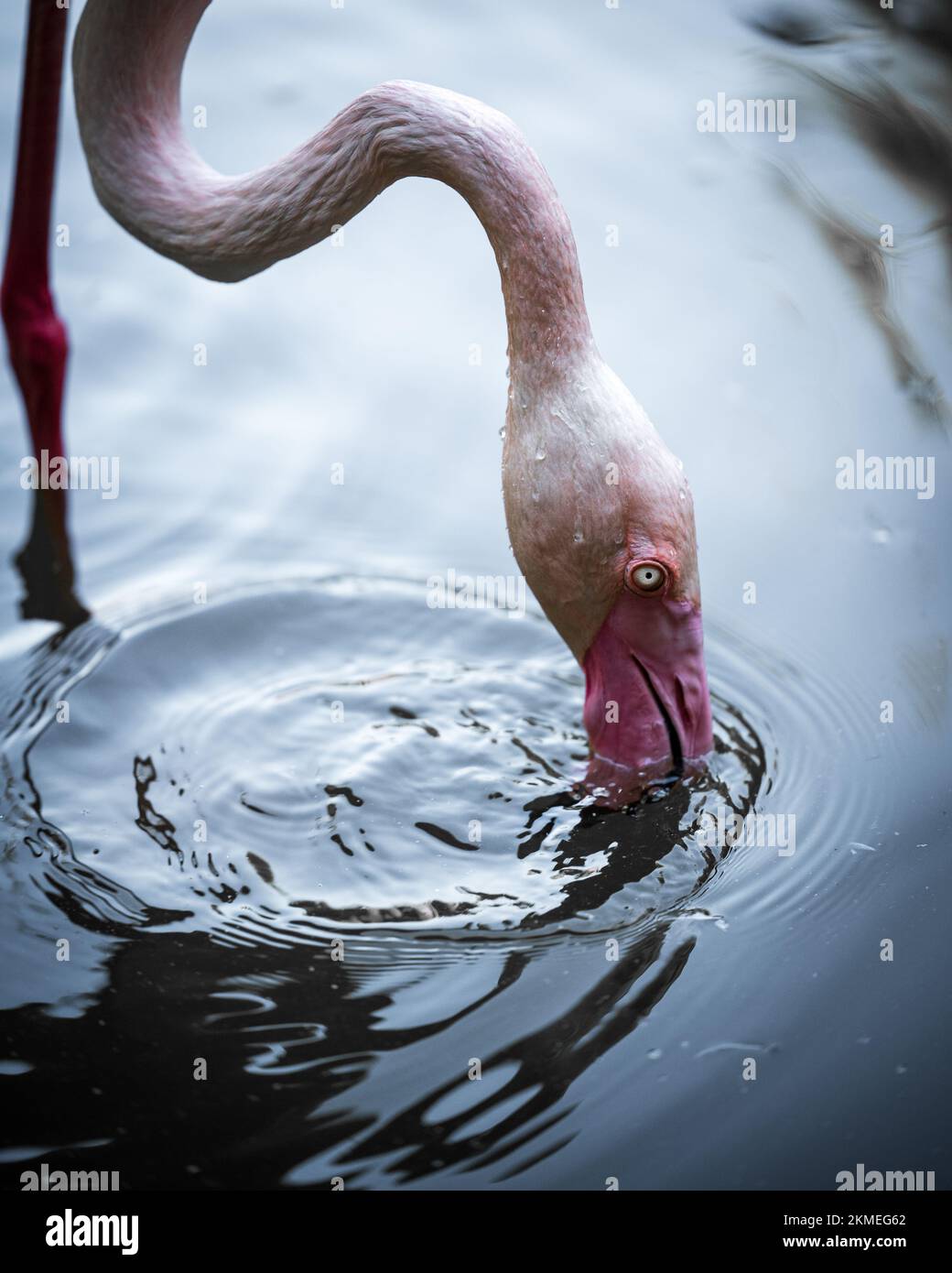 A flamingo drinking water on a shiny pond Stock Photo - Alamy