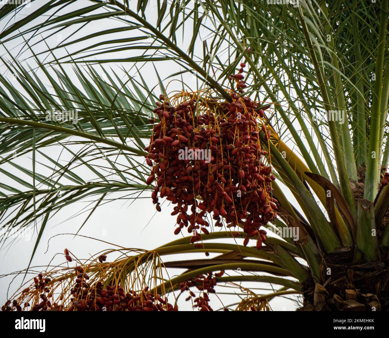 A Date palm with dates fruits Stock Photo - Alamy