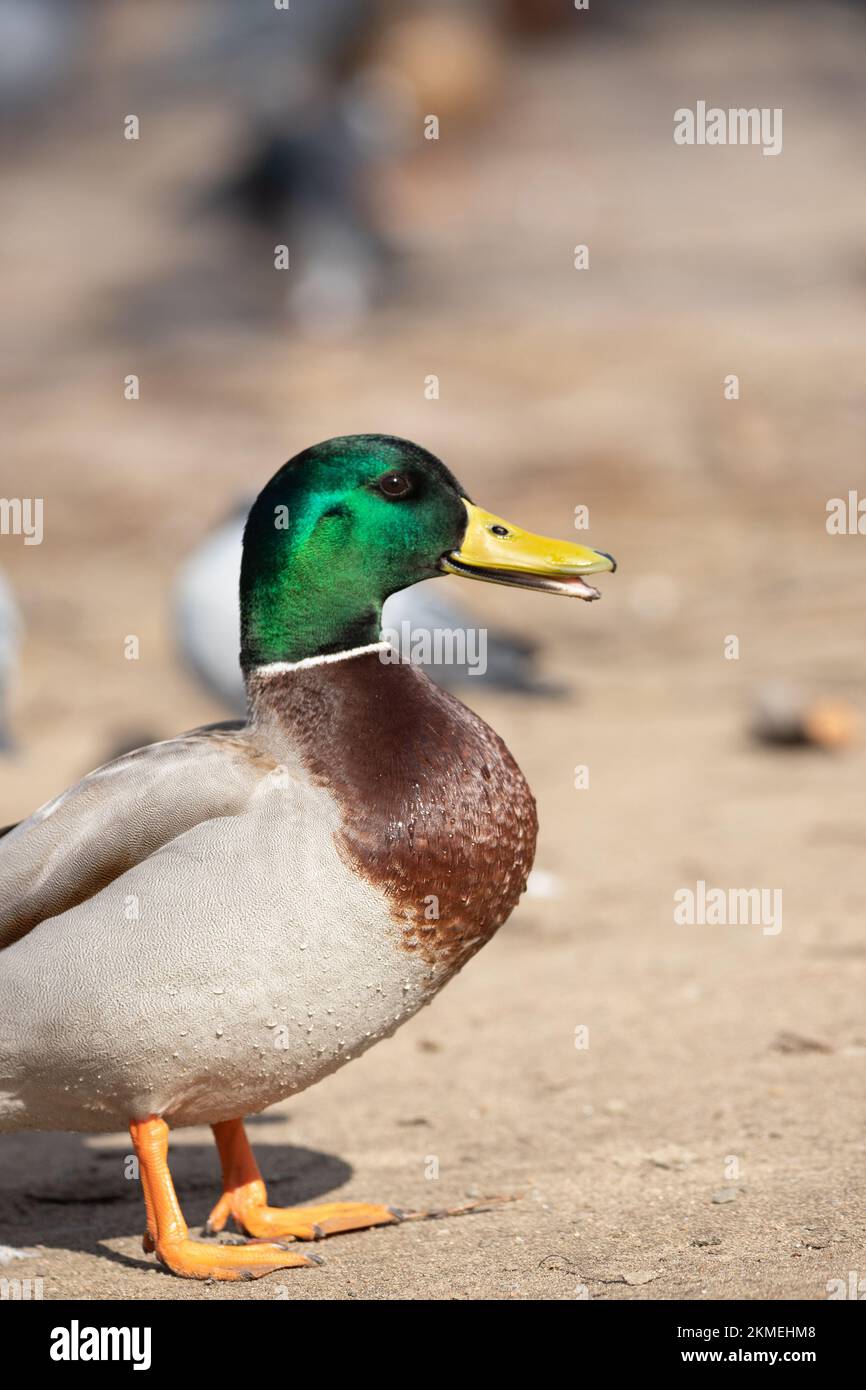 A mallard duck standing on sandy ground Stock Photo - Alamy