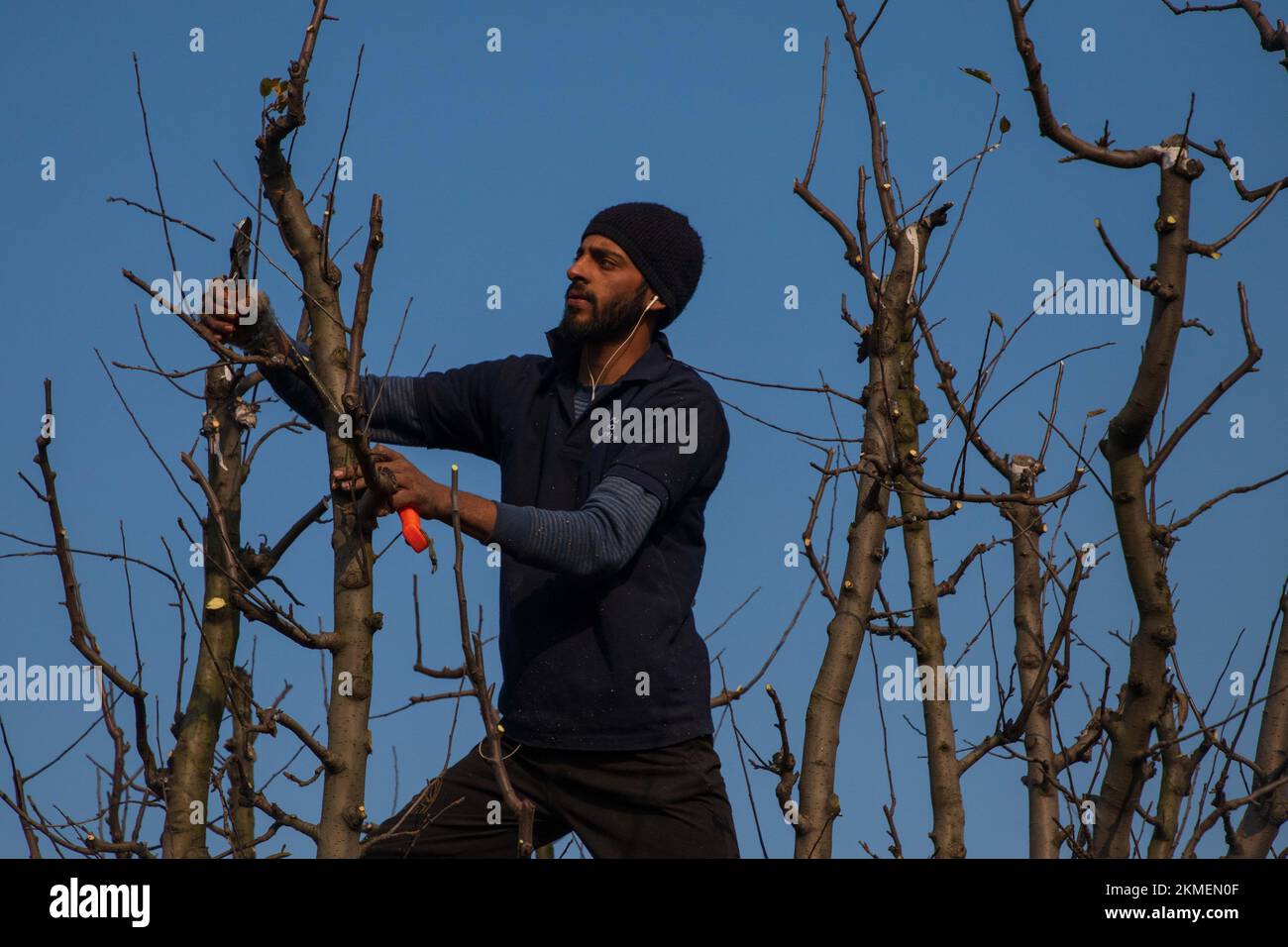Srinagar, India. 22nd Nov, 2022. Kashmiri farmers seen collecting cut ...