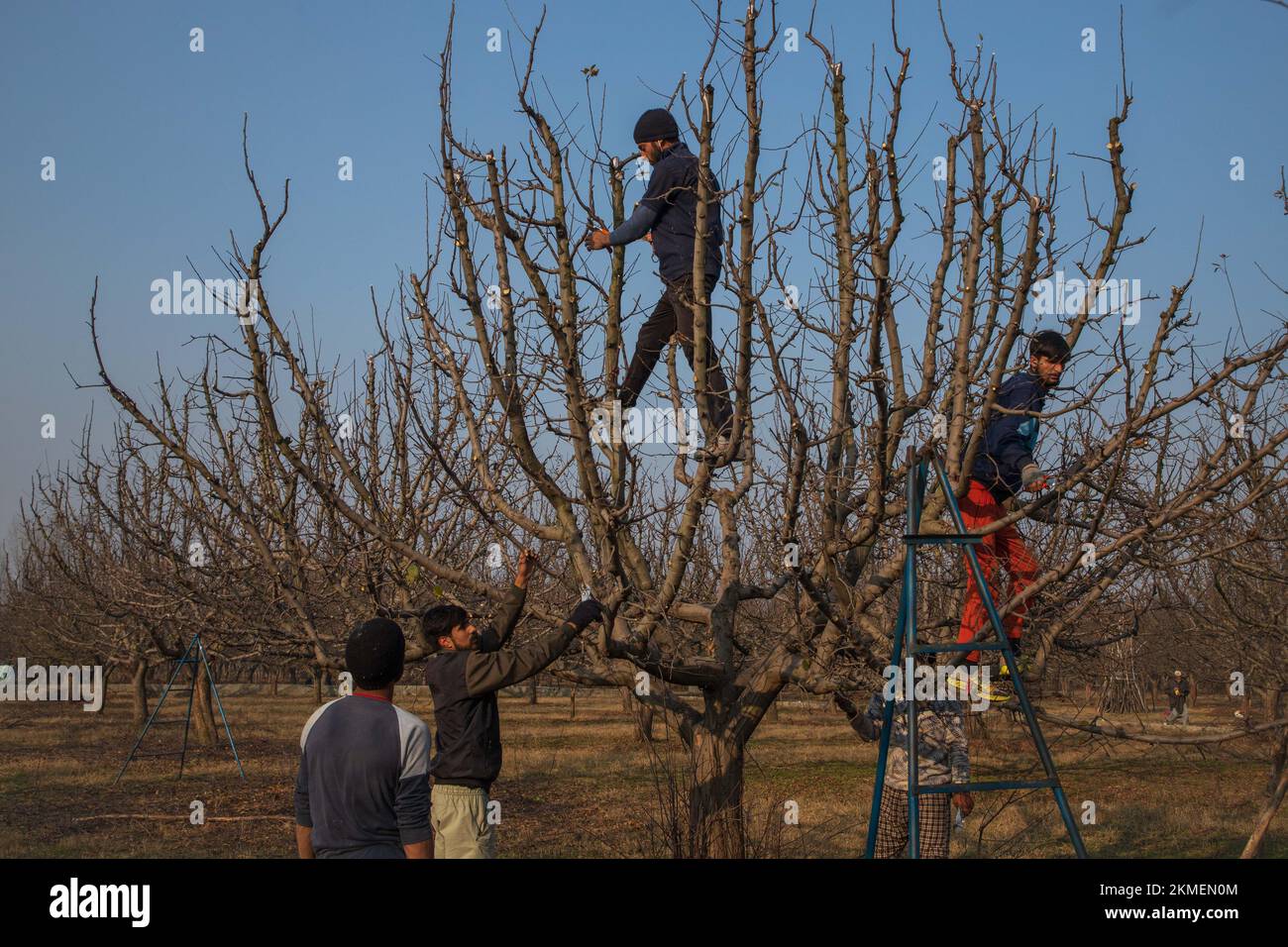 How to prune apple trees hi-res stock photography and images - Alamy