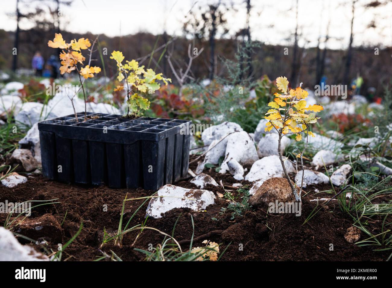 Tree saplings are seen at the site of a large wildfire in the Karst ...