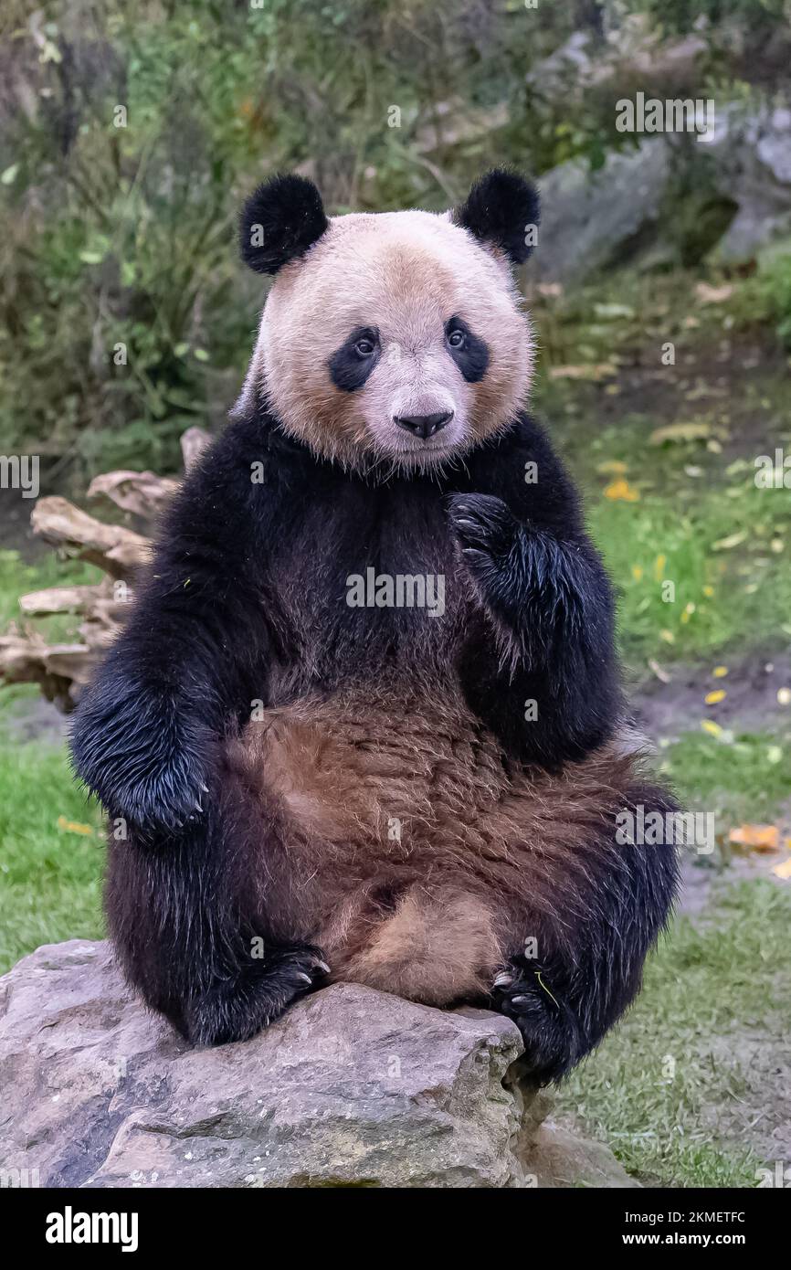 Panda on rock hi-res stock photography and images - Alamy