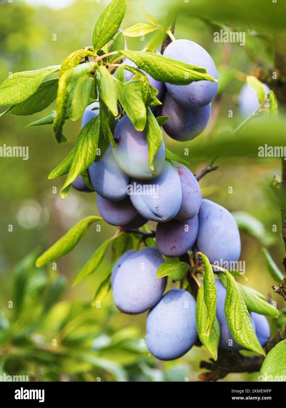 Ripe plum fruit (Prunus domestica) on branch of tree. Fresh bunch of ...