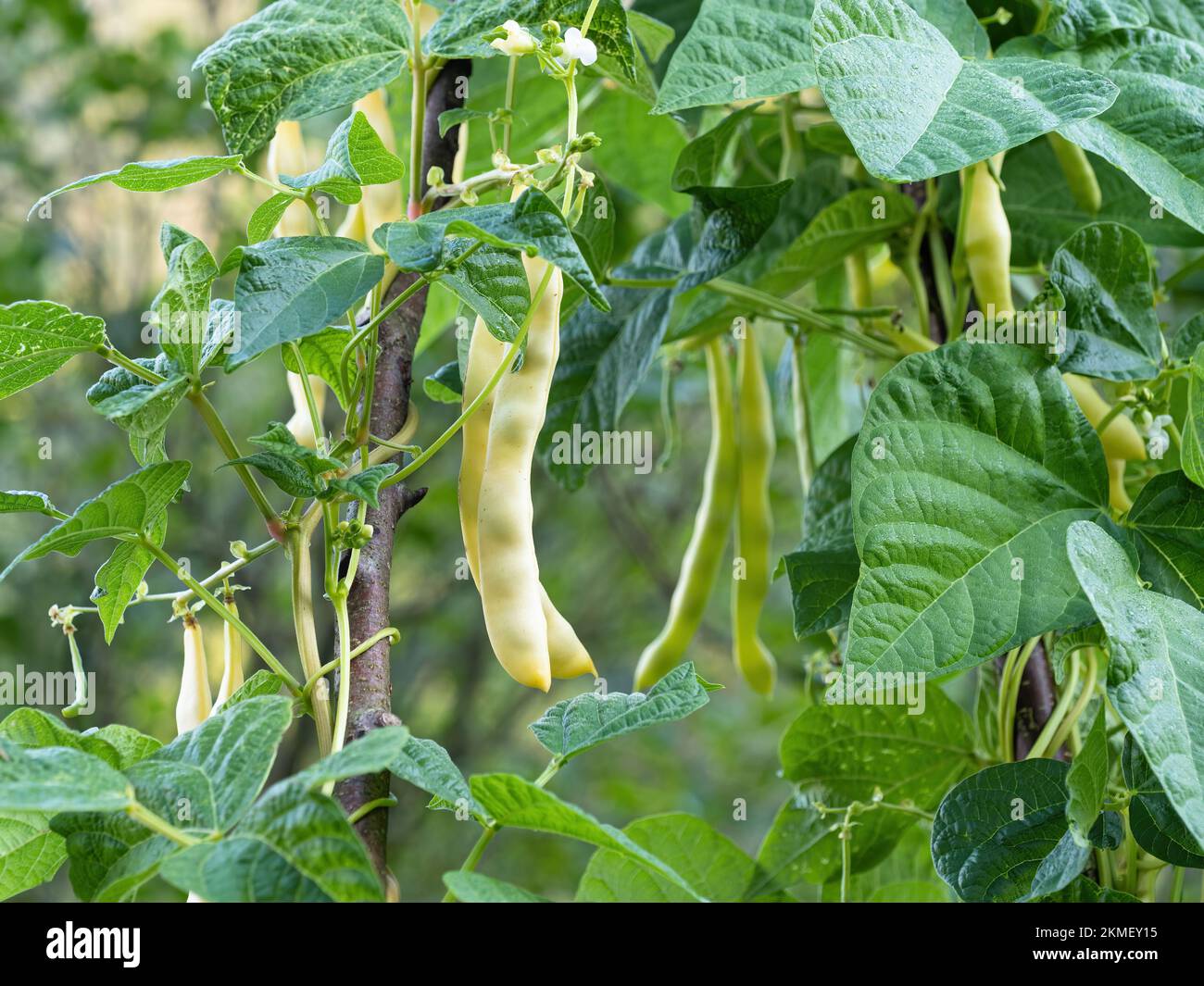 Ripe pods of kidney bean growing on farm. Bush with bunch of pods of ...