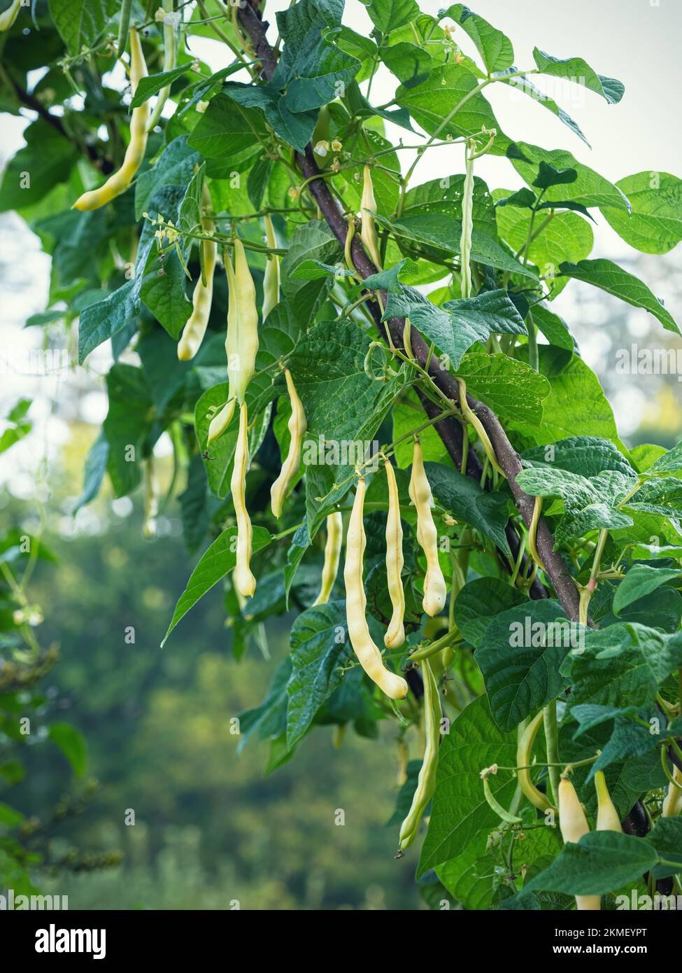 Ripe pods of kidney bean growing on farm. Bush with bunch of pods of ...