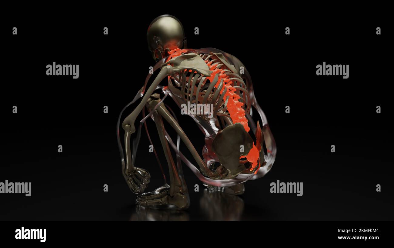 Human Skeleton System Anatomy Concept. Red on the backbone, medically ...