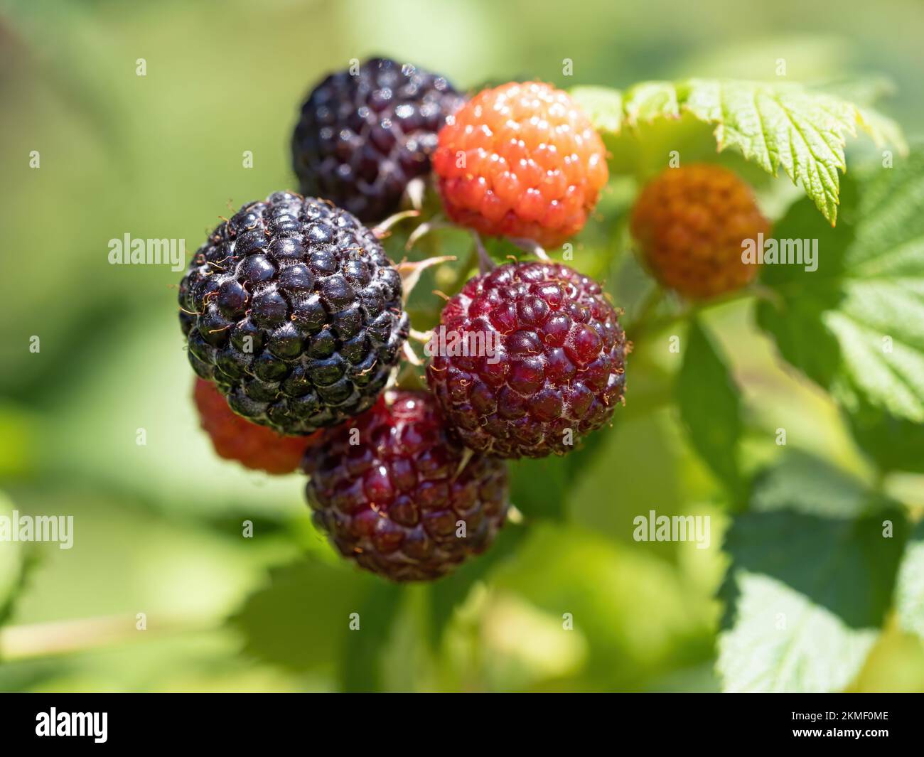 Natural fresh blackberries in garden. Bunch of ripe and unripe black ...