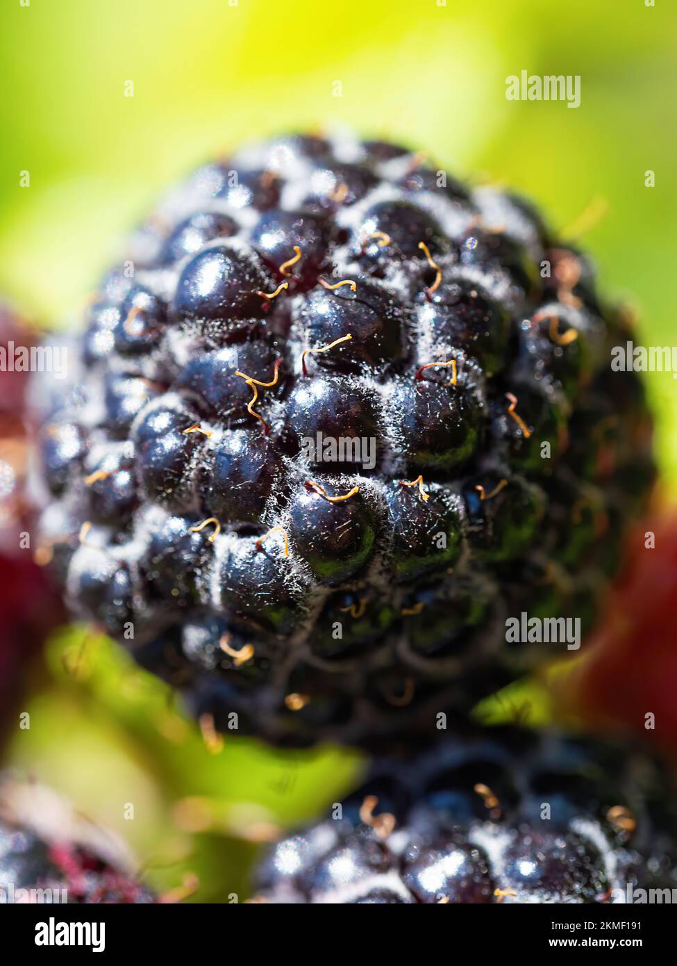 Natural fresh blackberries in garden. Bunch of ripe blackberry fruit ...