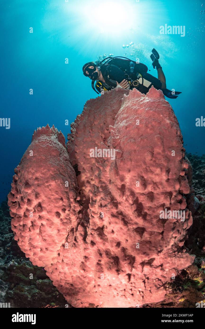 Female diver at coral reef hi-res stock photography and images - Alamy