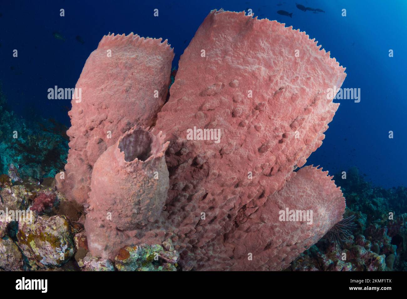 Large corals growing on healthy colorful coral reef Stock Photo - Alamy