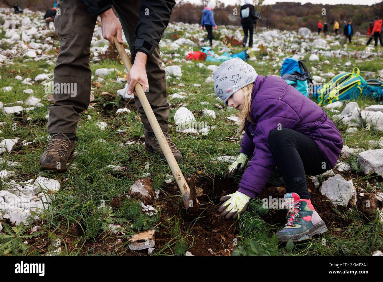 Cerje, Slovenia. 26th Nov, 2022. A young girl plants a new tree during ...