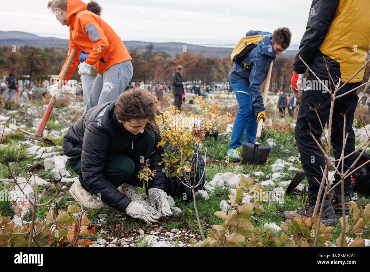 Cerje, Slovenia. 26th Nov, 2022. People plant new trees during the ...