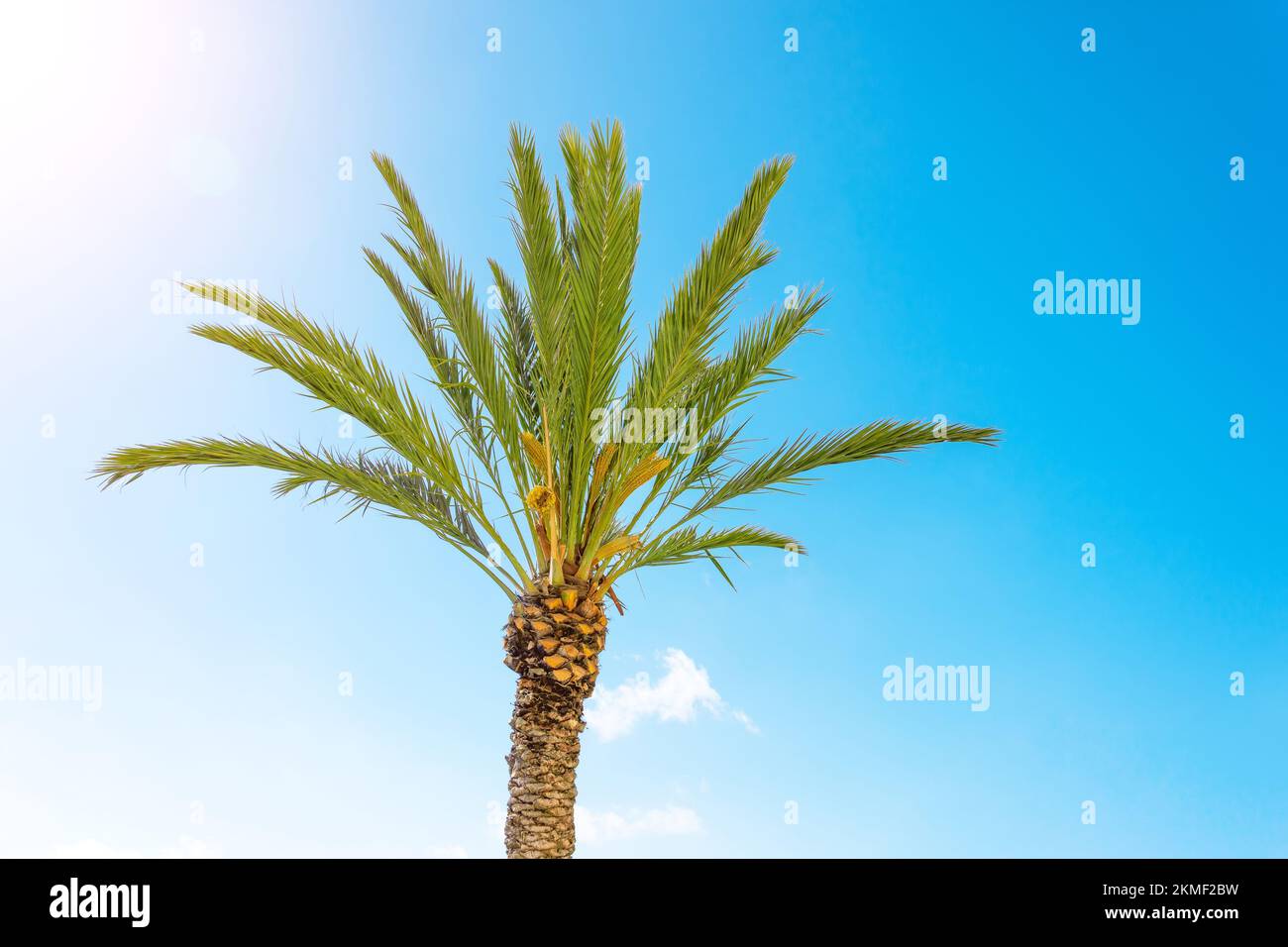 Lonely palm tree on a hot summer day against the blue sky and bright ...