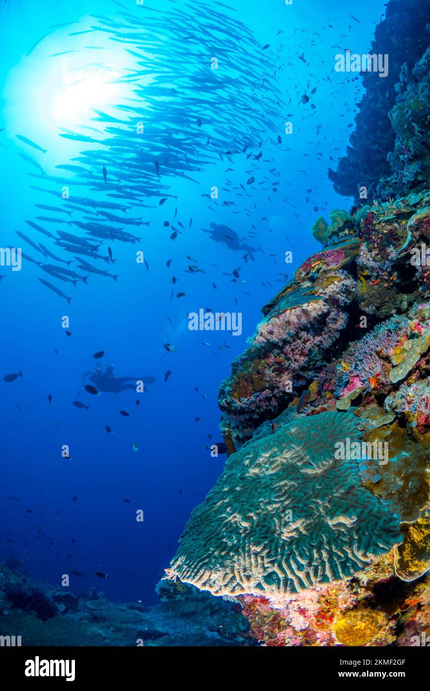 Large corals growing on healthy colorful coral reef Stock Photo - Alamy