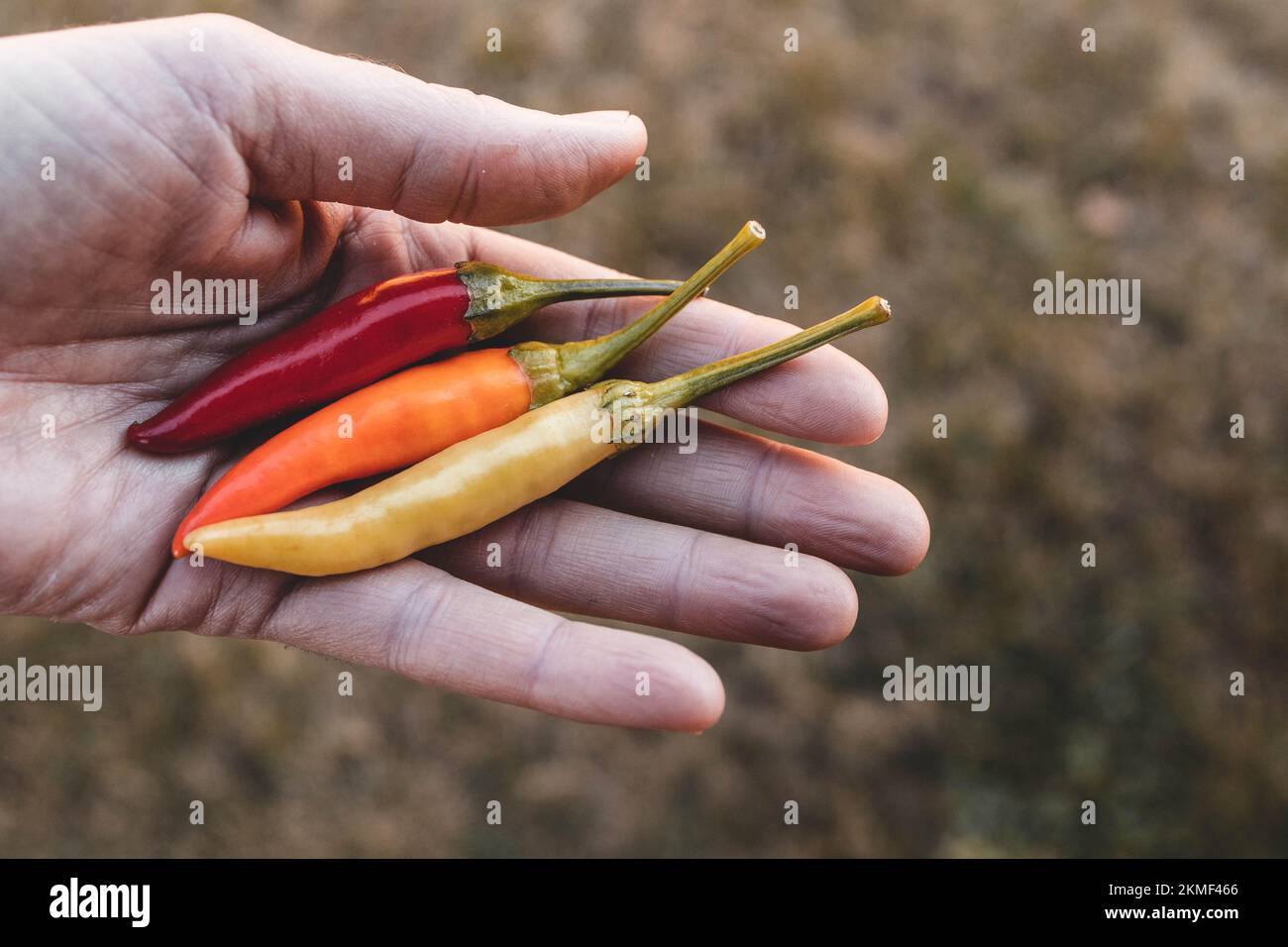 Female hand holding red and yellow chili cayenne peppers Stock Photo ...