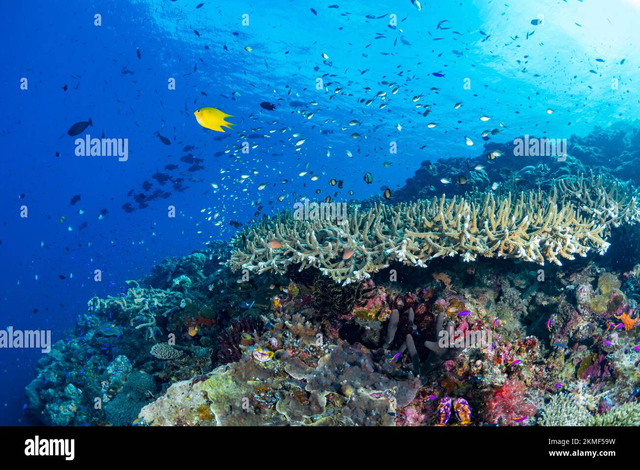 Super healthy hard coral reef in the Indo Pacific, busting with ...