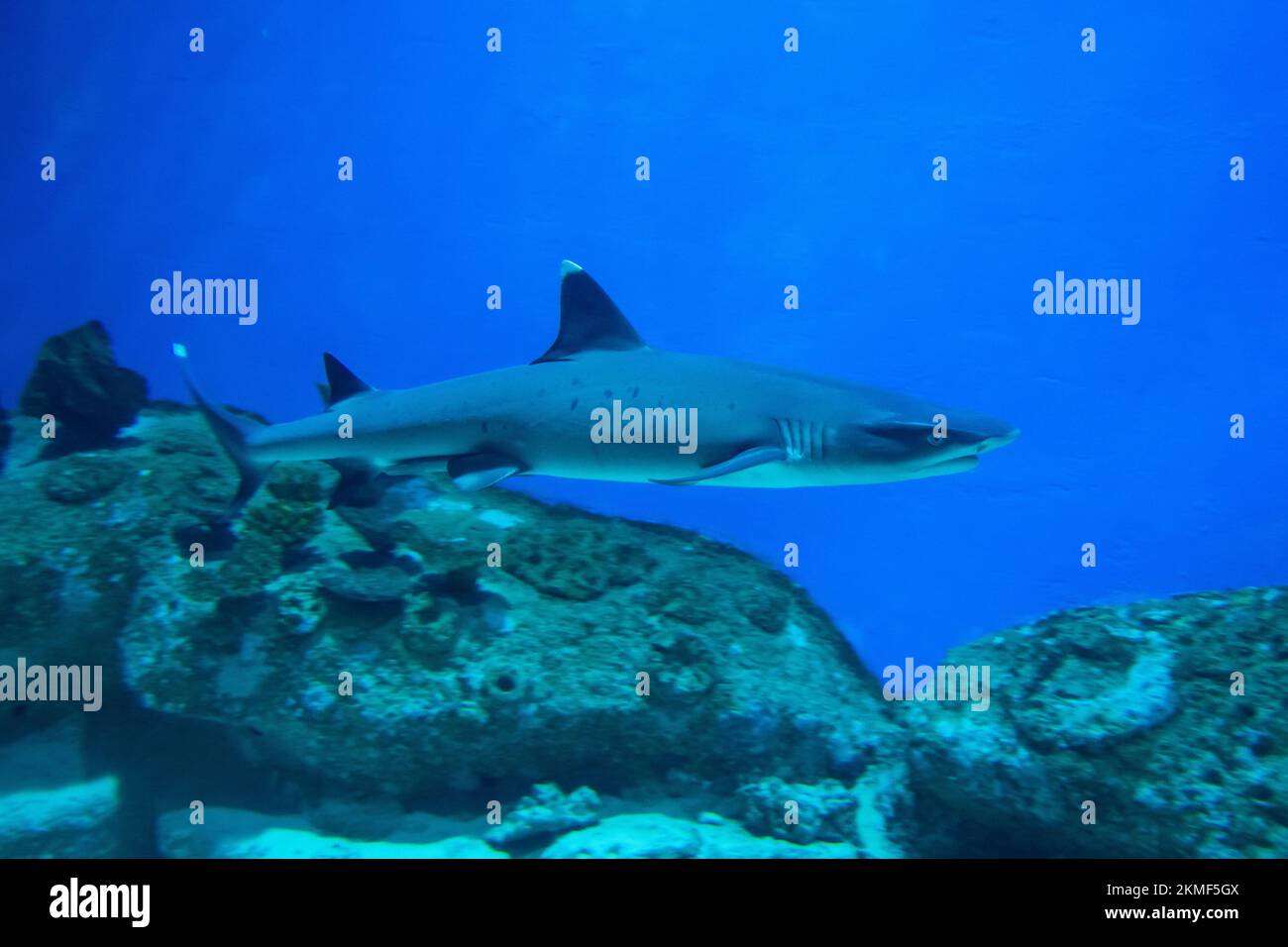 Shark at the bottom of the marine aquarium Stock Photo - Alamy