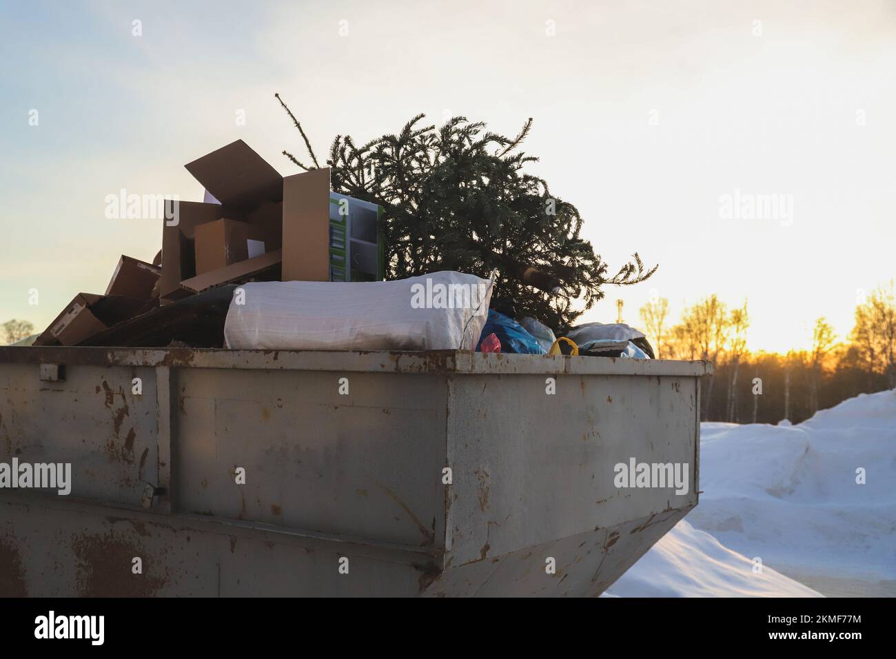 Discarded Christmas tree in a garbage container. After Christmas Stock ...