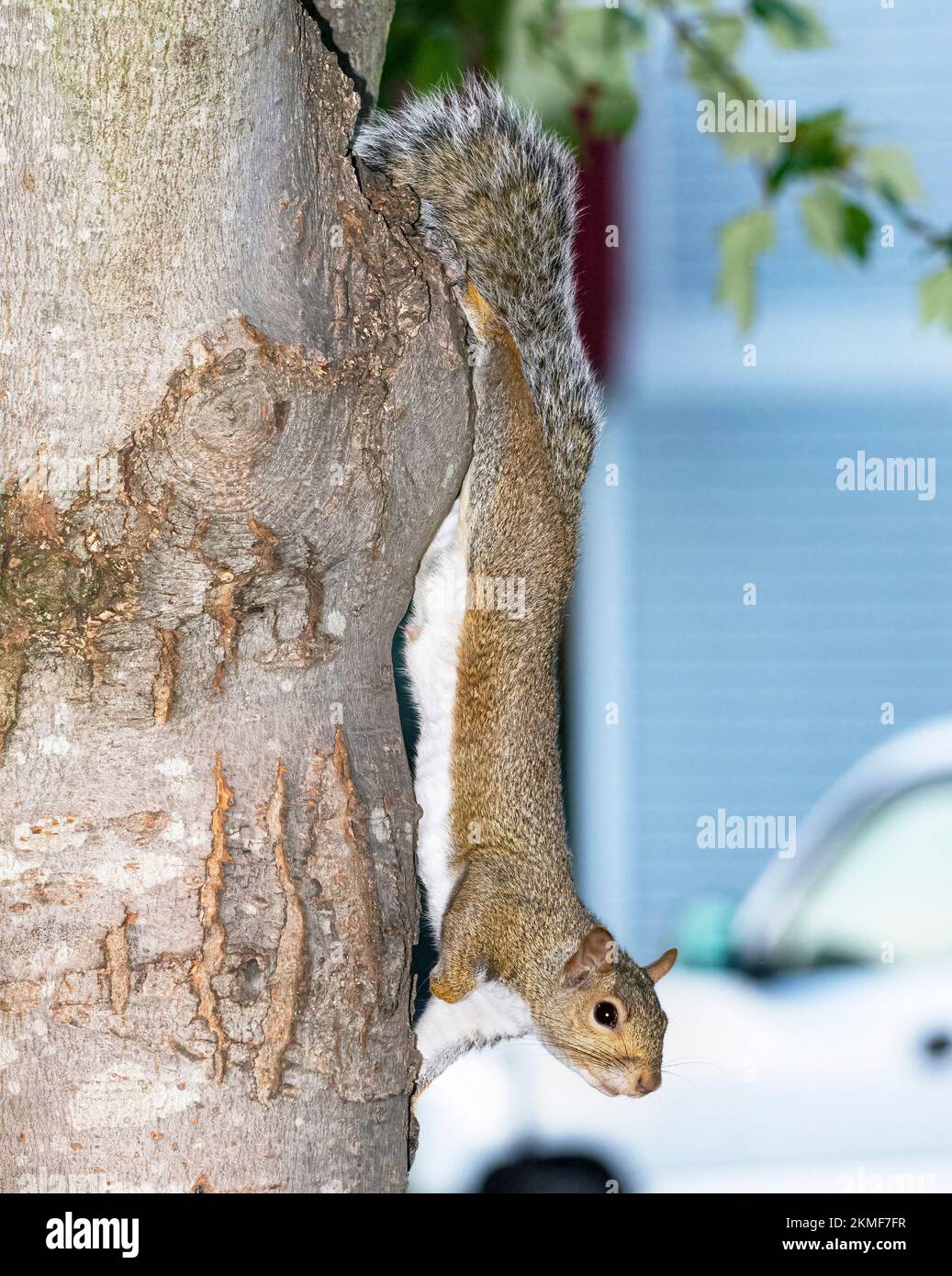 Lame animal hi-res stock photography and images - Alamy