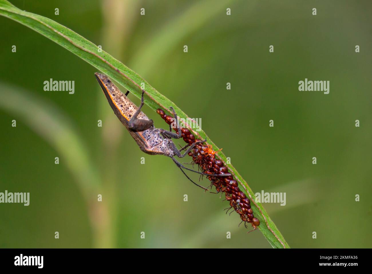 An assassin bug and it's hatching eggs on a leaf Stock Photo - Alamy