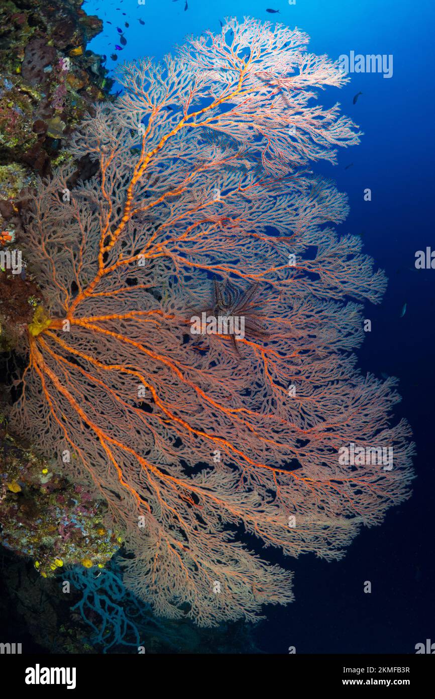Corals png hi-res stock photography and images - Alamy
