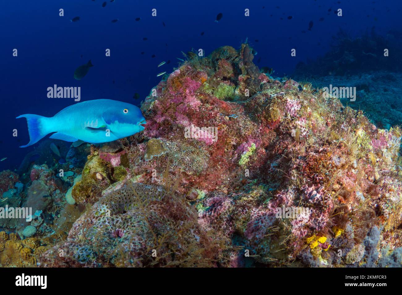Large corals growing on healthy colorful coral reef Stock Photo - Alamy