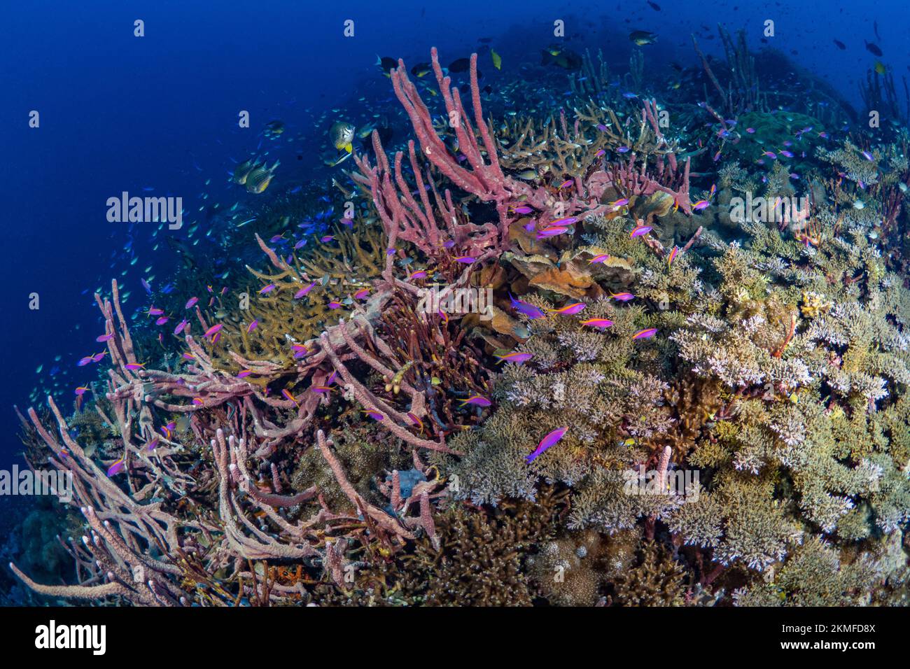 Super healthy hard coral reef in the Indo Pacific, busting with ...