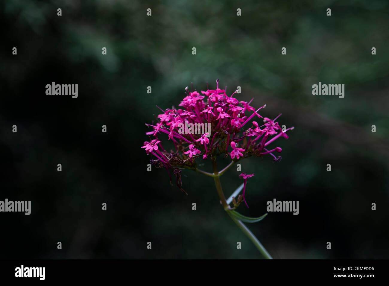 Stylosa hi-res stock photography and images - Alamy