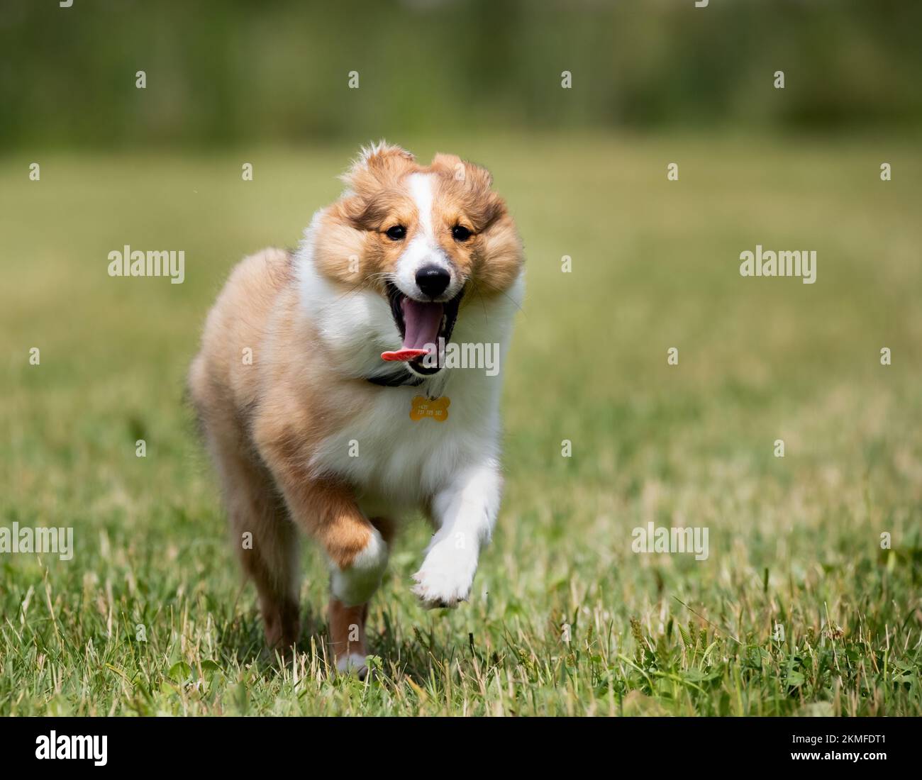 A closeup of an adorable Sheltie puppy, furry dog running on the green ...