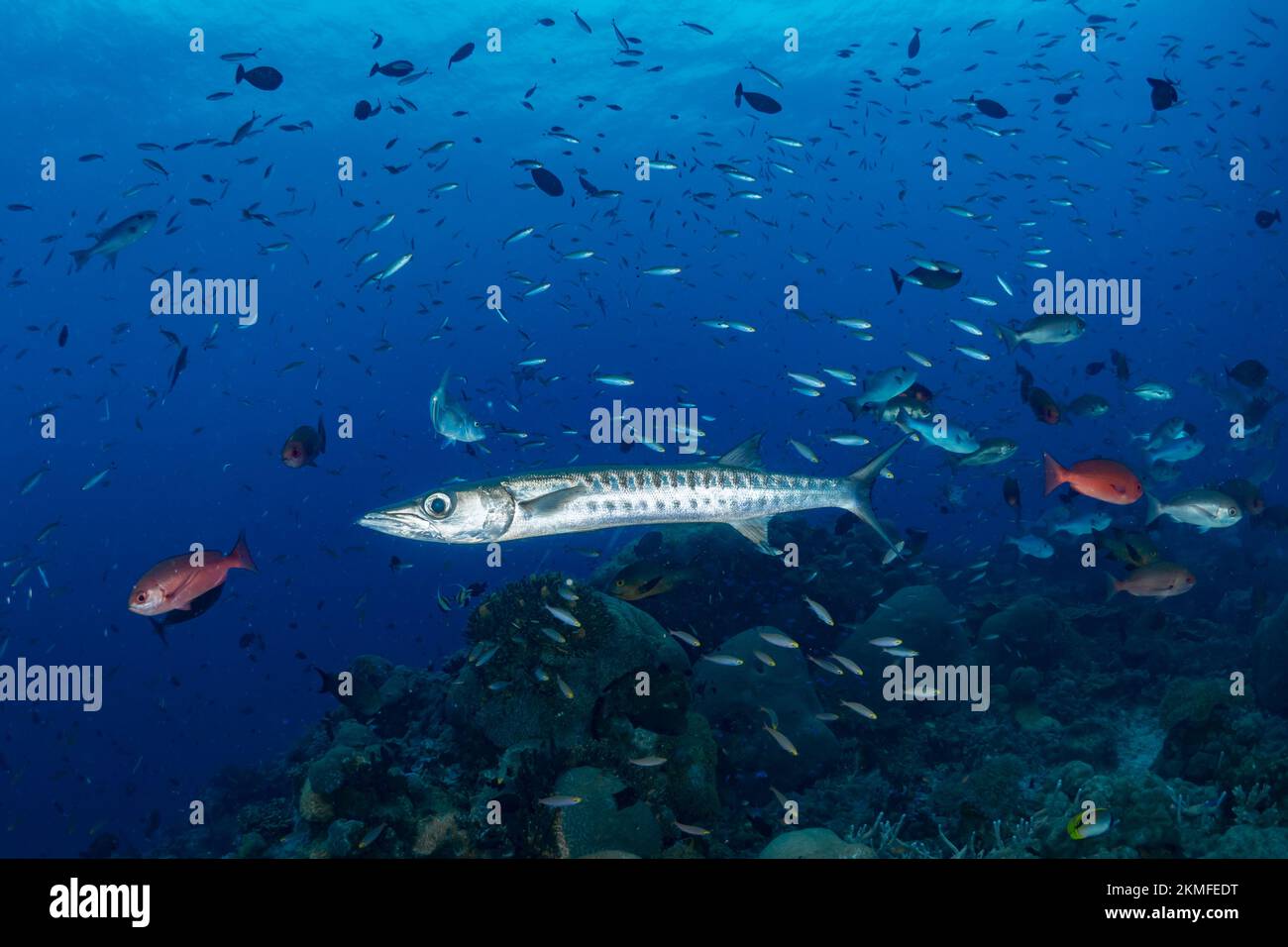 Barracuda park hi-res stock photography and images - Alamy