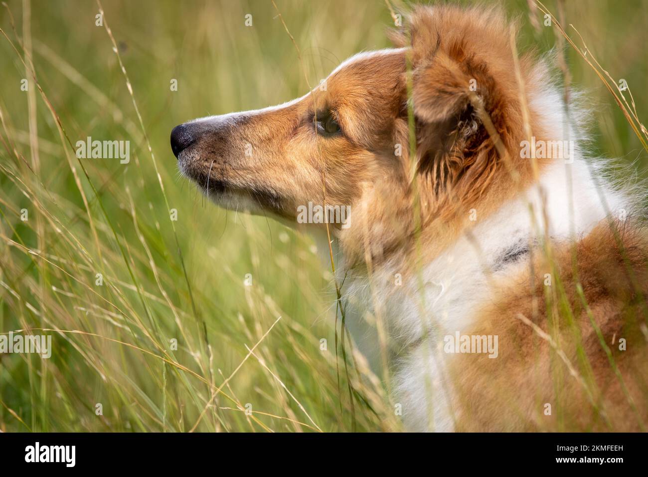 A closeup side profile of an adorable Sheltie puppy, furry dog captured ...