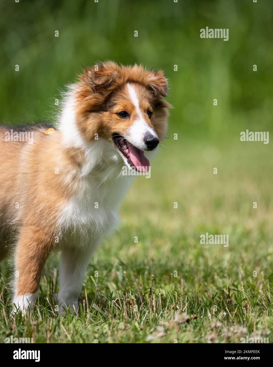 A vertical closeup of an adorable Sheltie puppy, furry dog captured ...