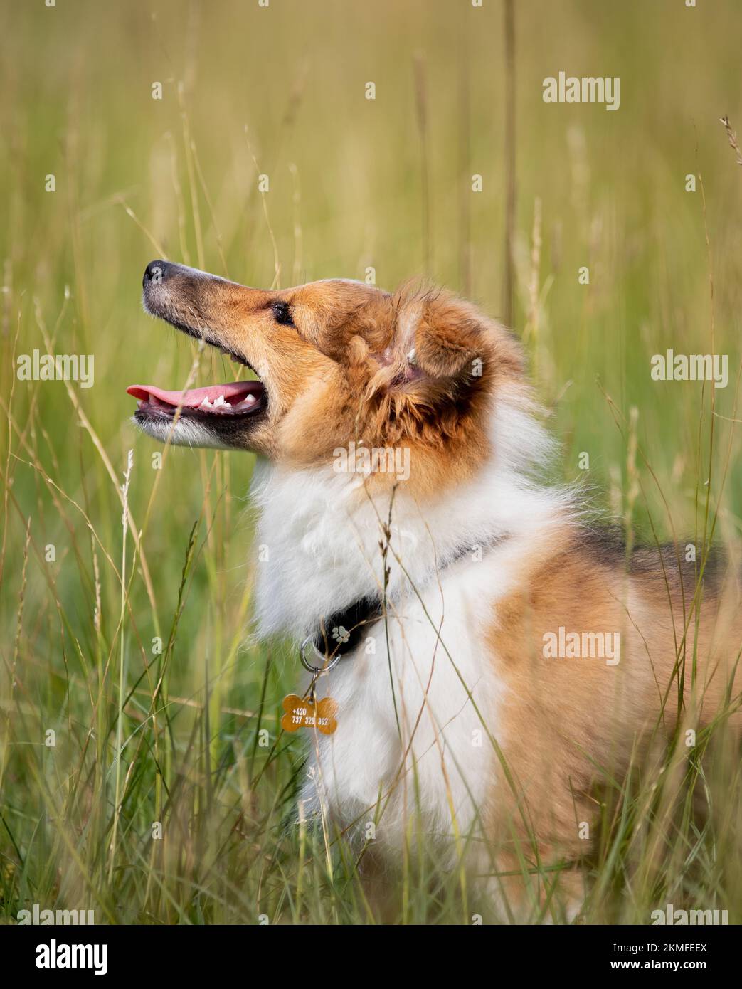A closeup side profile of an adorable Sheltie puppy, furry dog captured ...