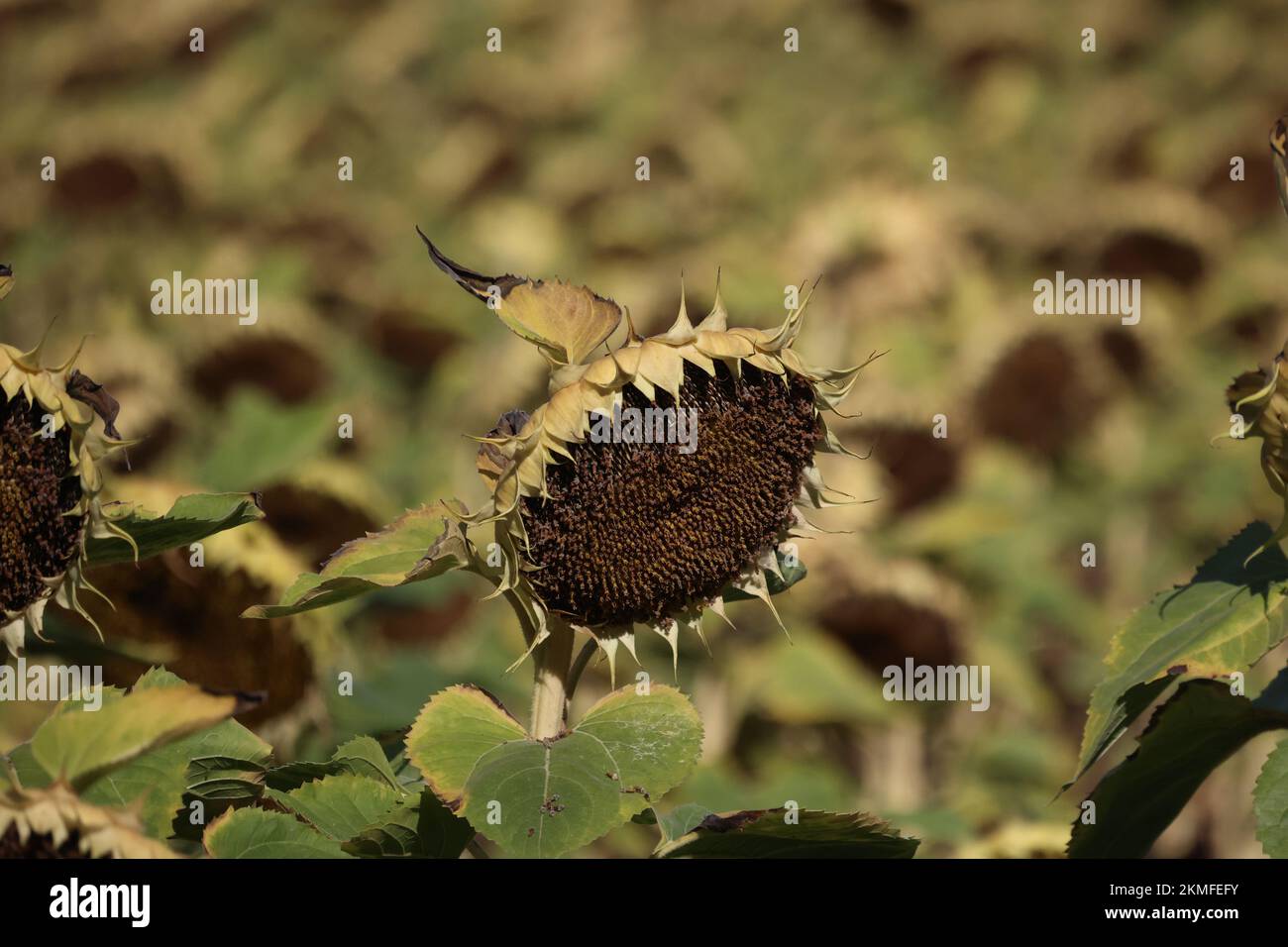 A closeup of dried sun flower in field Stock Photo - Alamy