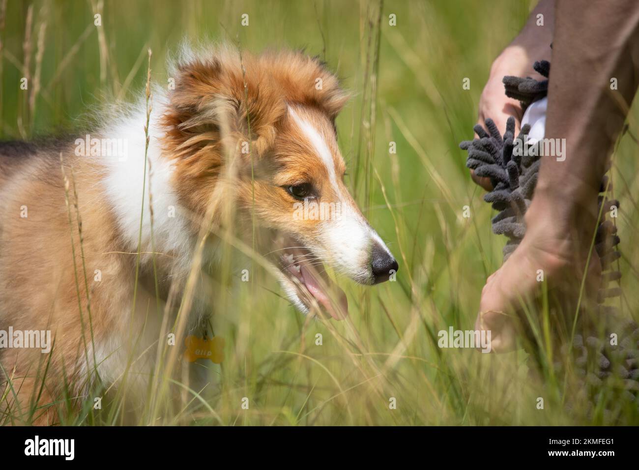 A closeup of an adorable Sheltie puppy, furry dog captured playing with ...