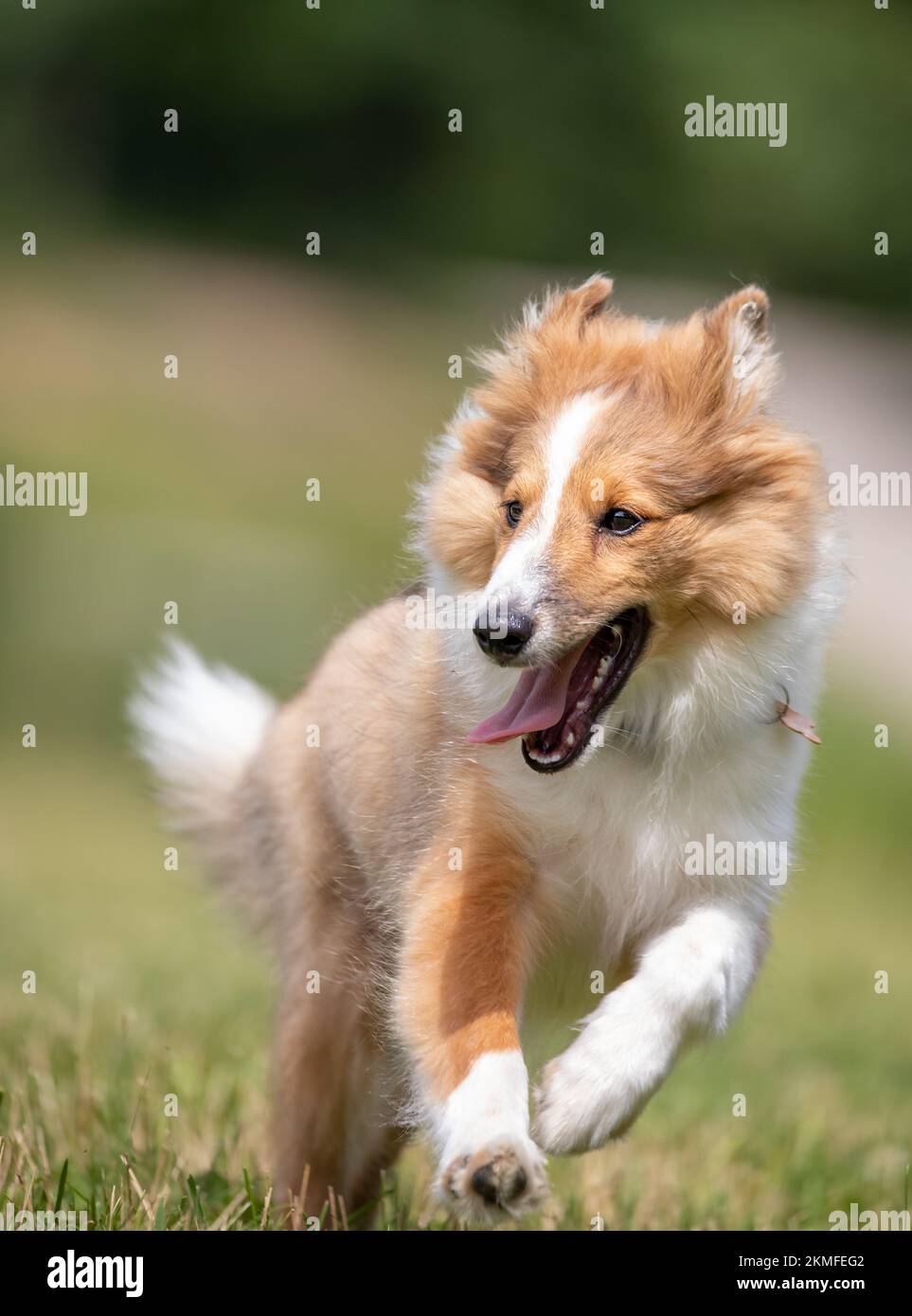 A vertical closeup of an adorable Sheltie puppy, furry dog running on ...