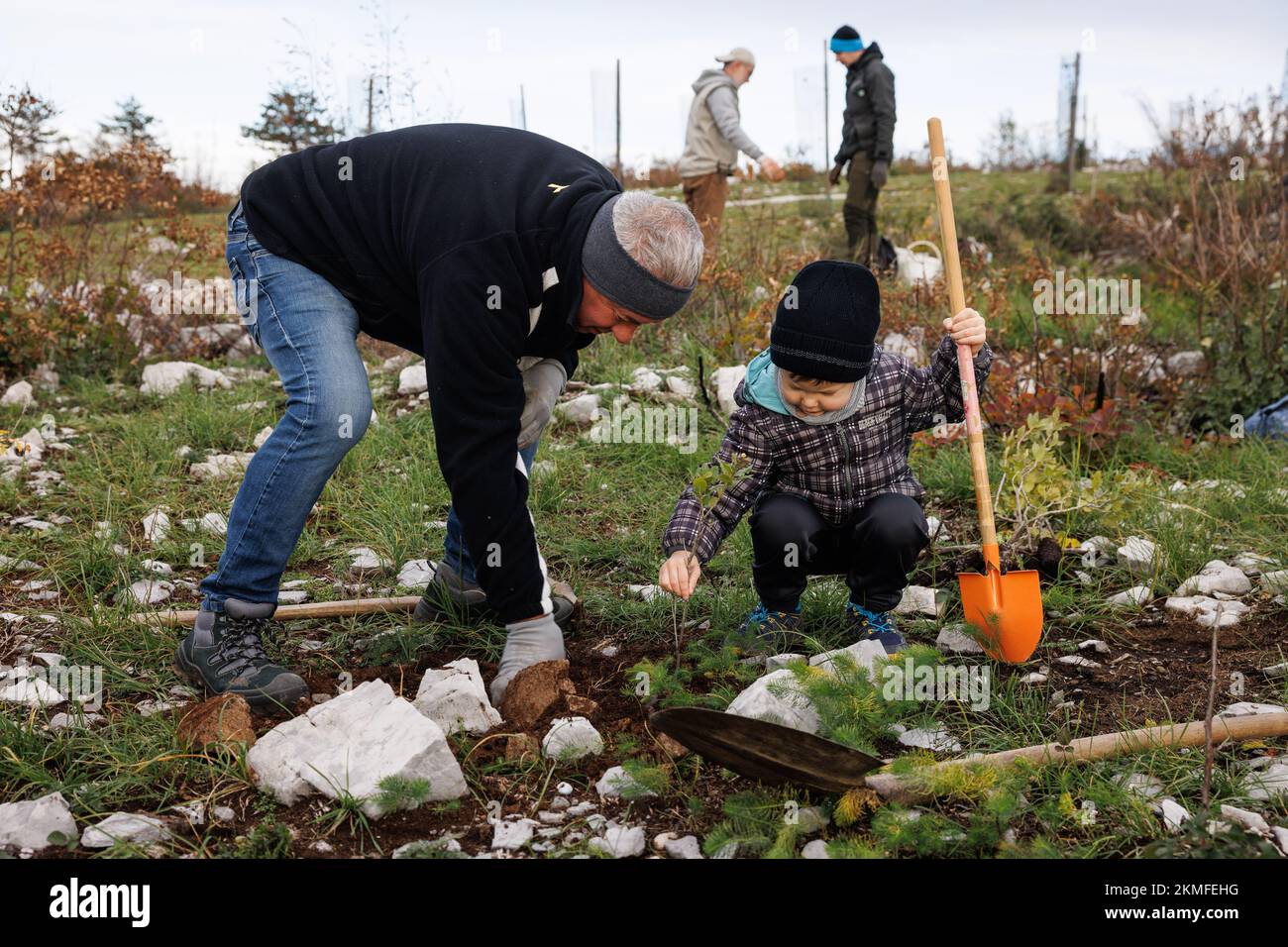 Cerje, Slovenia. 26th Nov, 2022. People plant new trees during the ...