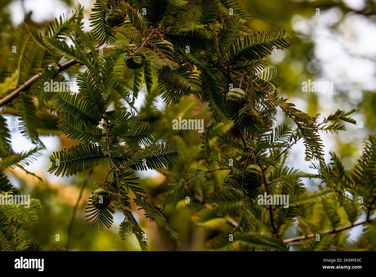 Unripe green cone , Conus Stock Photo - Alamy