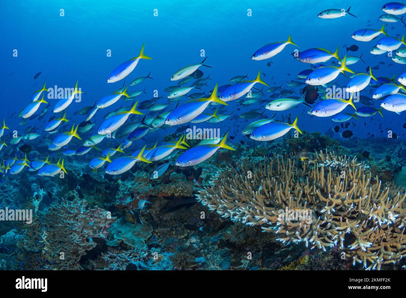 Super healthy hard coral reef in the Indo Pacific, busting with ...