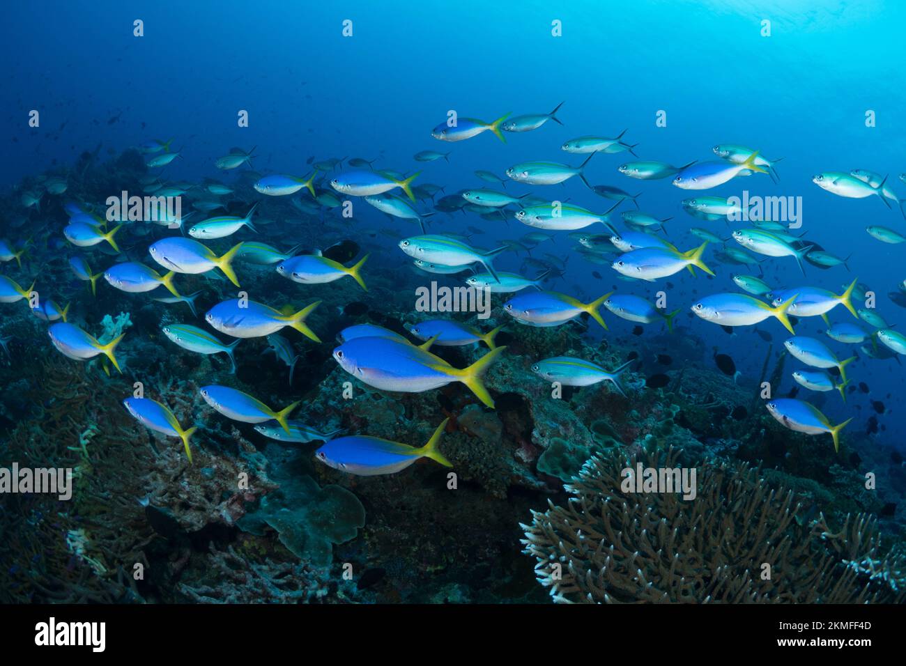 Tropical fish school above tropical coral reef Stock Photo - Alamy