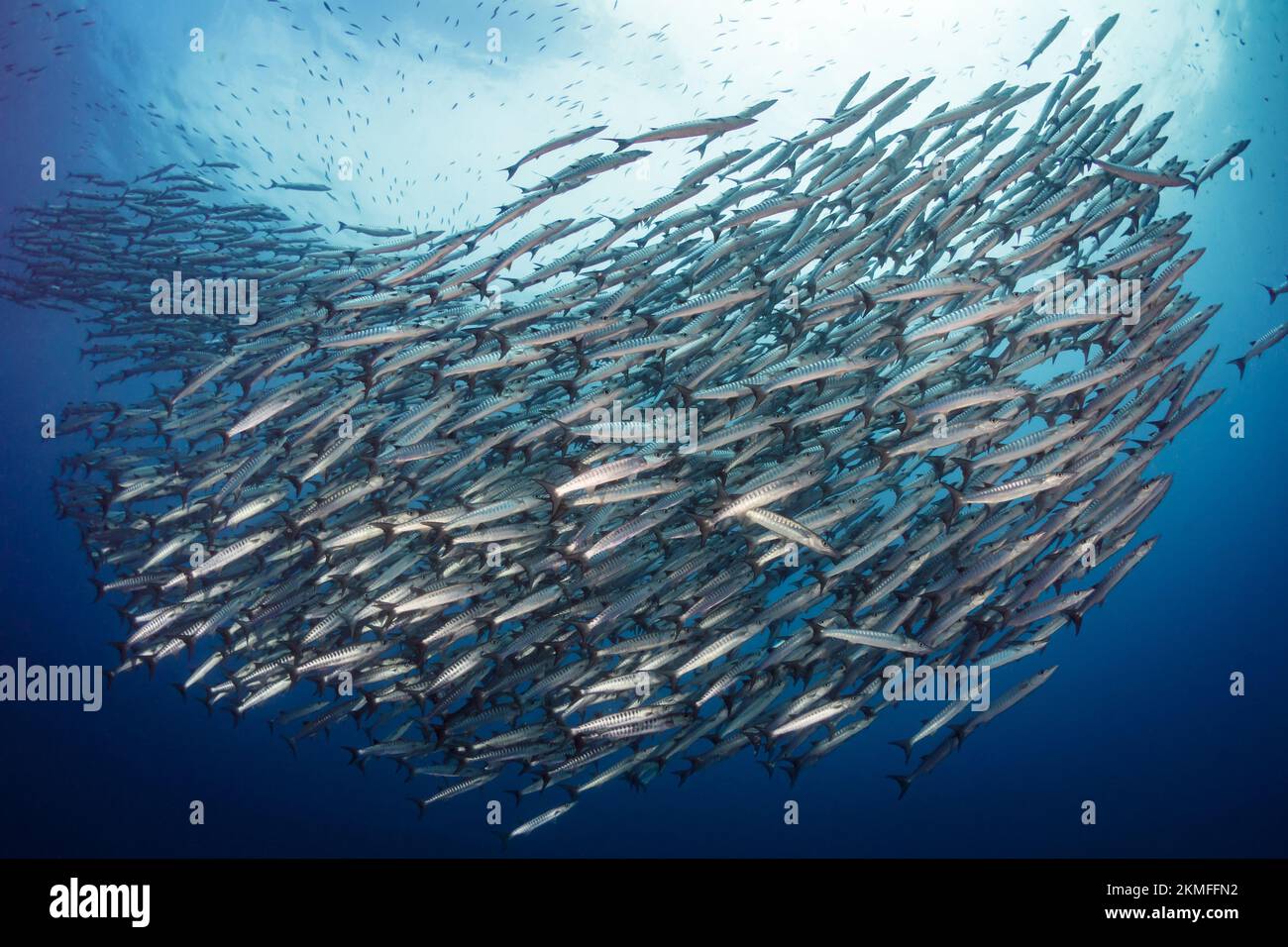 Barracuda Schooling above coral reef Stock Photo - Alamy