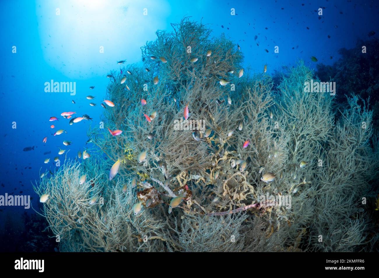 Beautiful large black coral reef - Antipatharians Stock Photo - Alamy