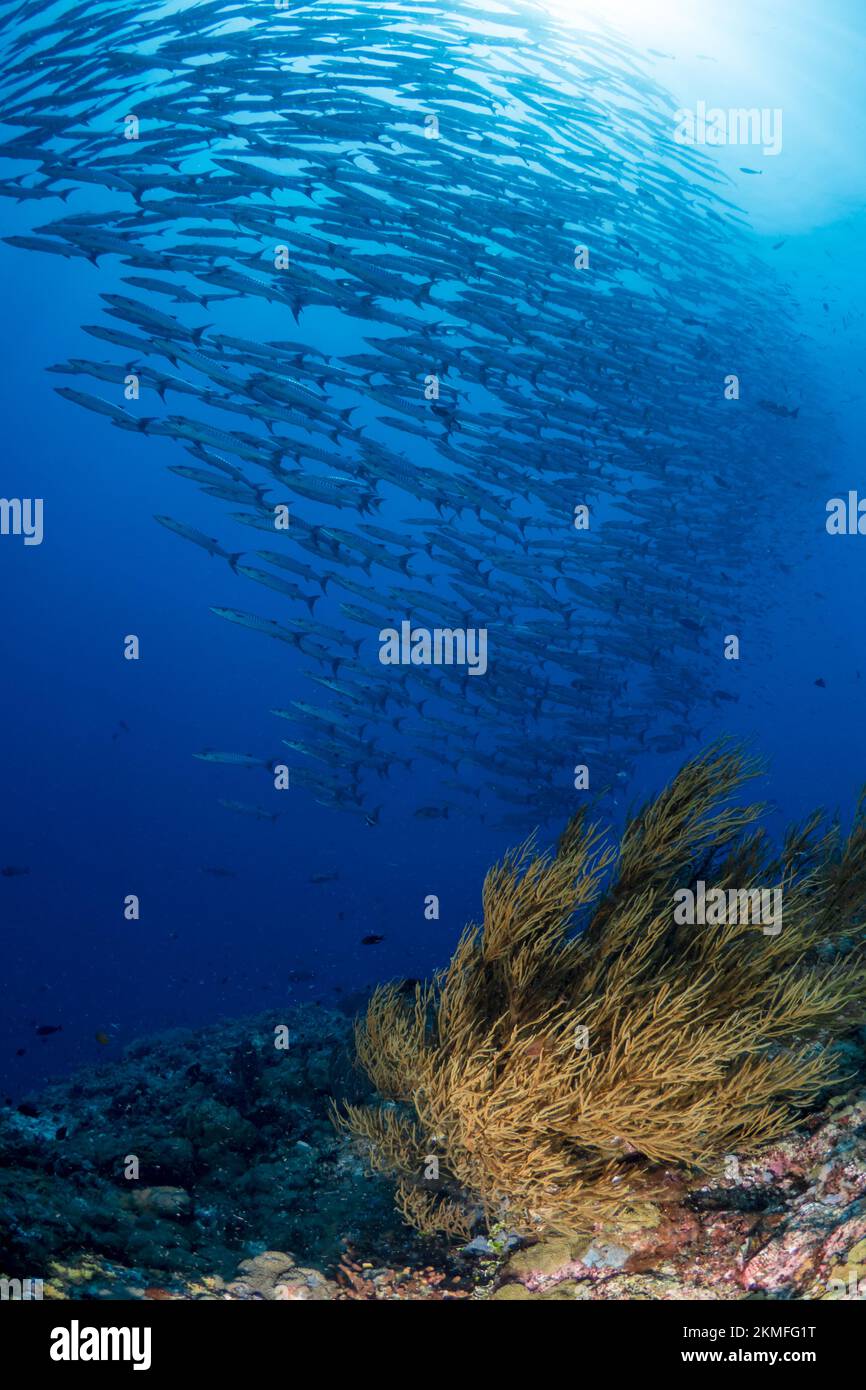 Barracuda Schooling above coral reef Stock Photo - Alamy