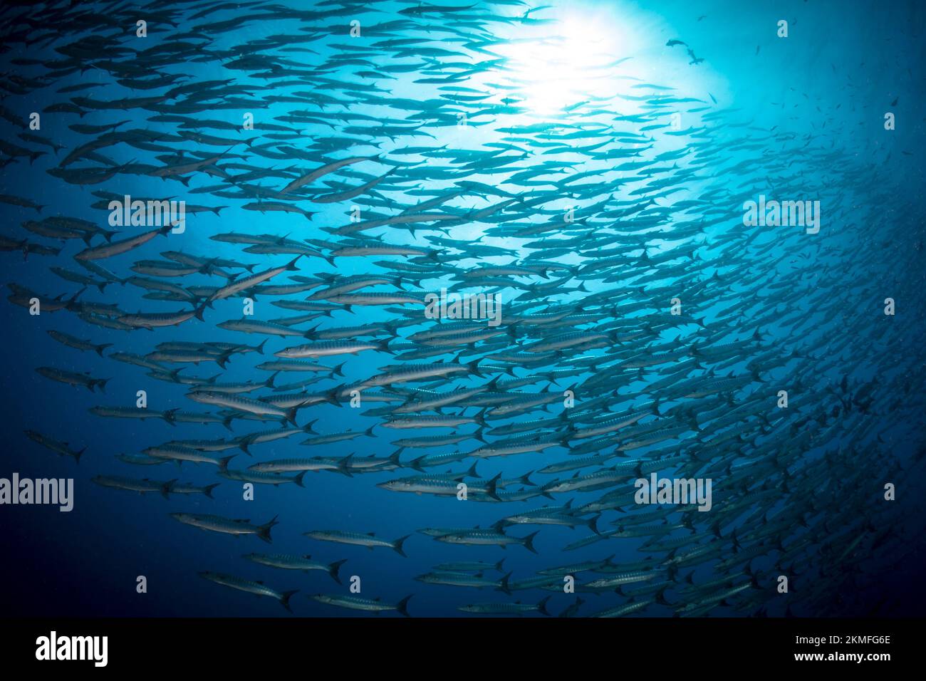 Barracuda Schooling above coral reef Stock Photo - Alamy