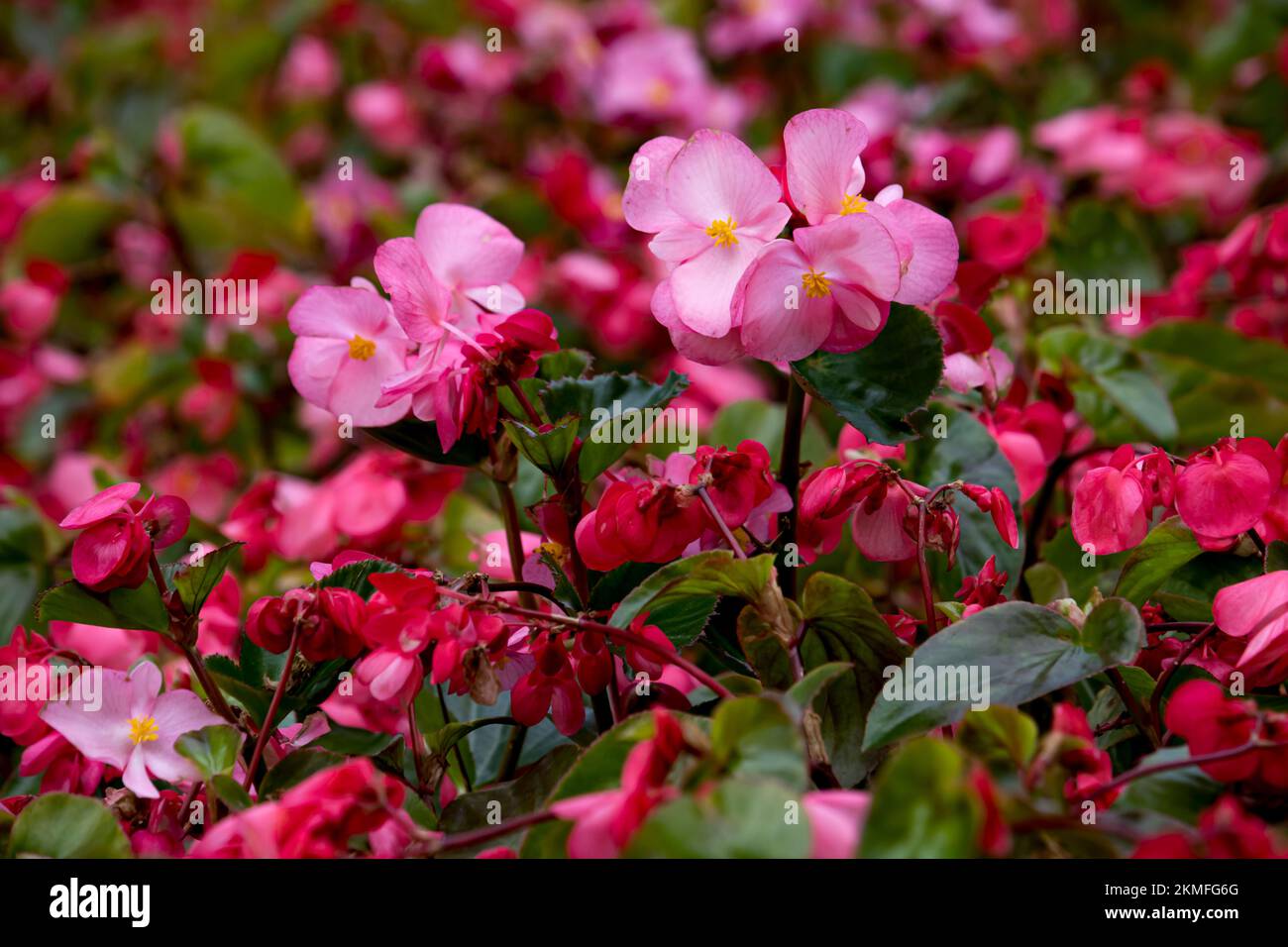Begonia , Pink begonia Stock Photo - Alamy
